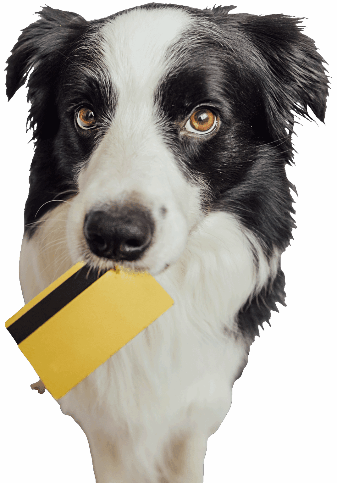 Home - Canine Country Club